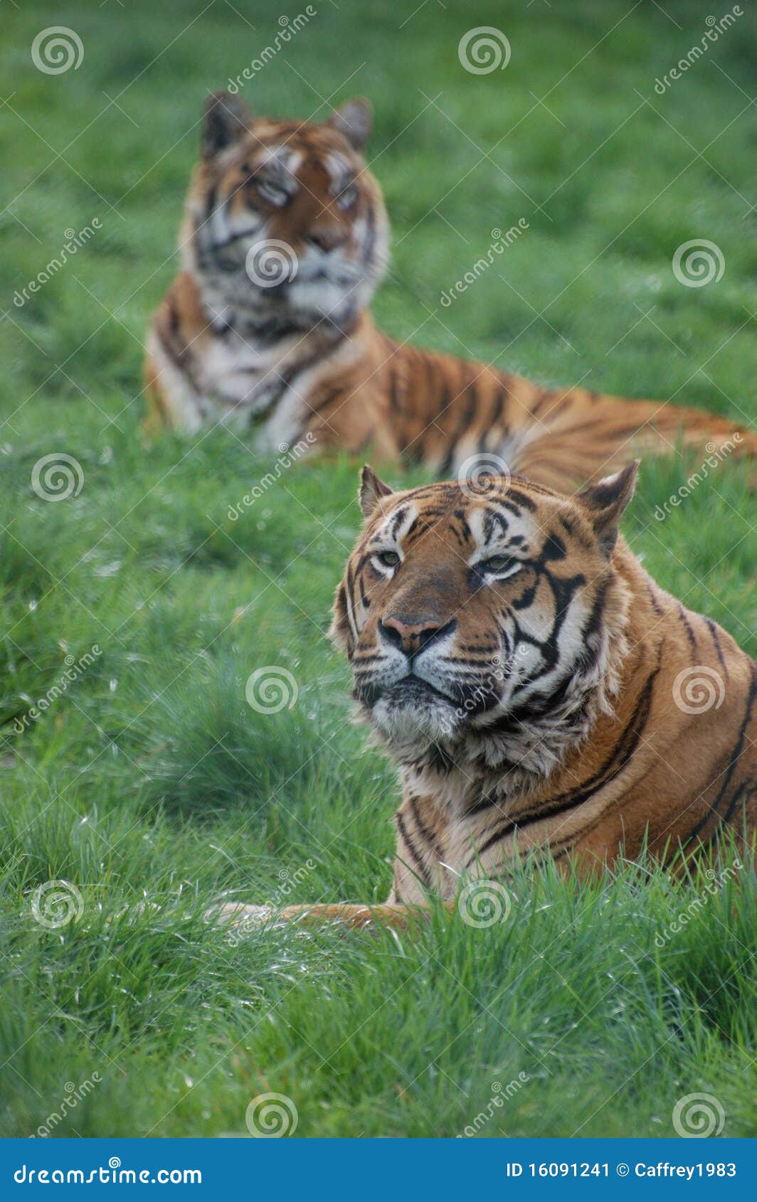 Pair of tigers stock image. Image of midlands, pride - 16091241