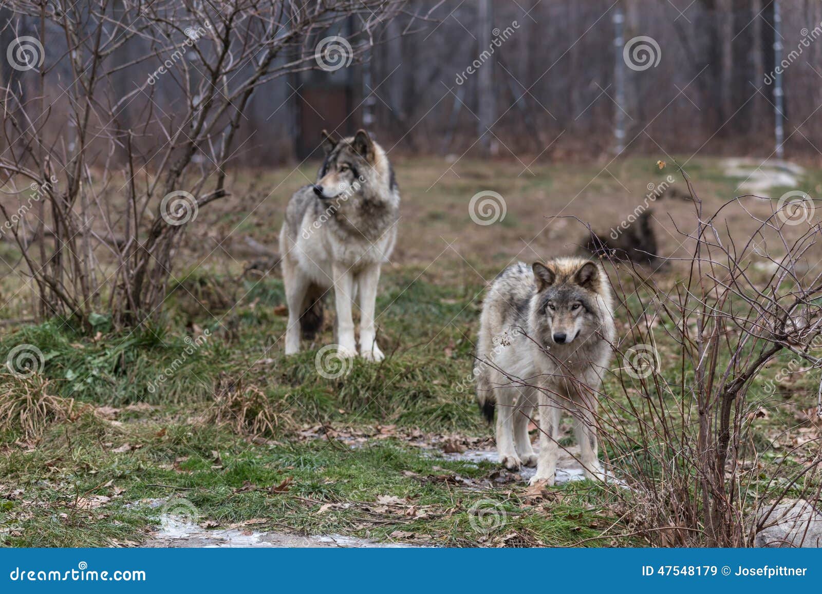 Pair of timber wolf stock image. Image of grey, canine - 47548179