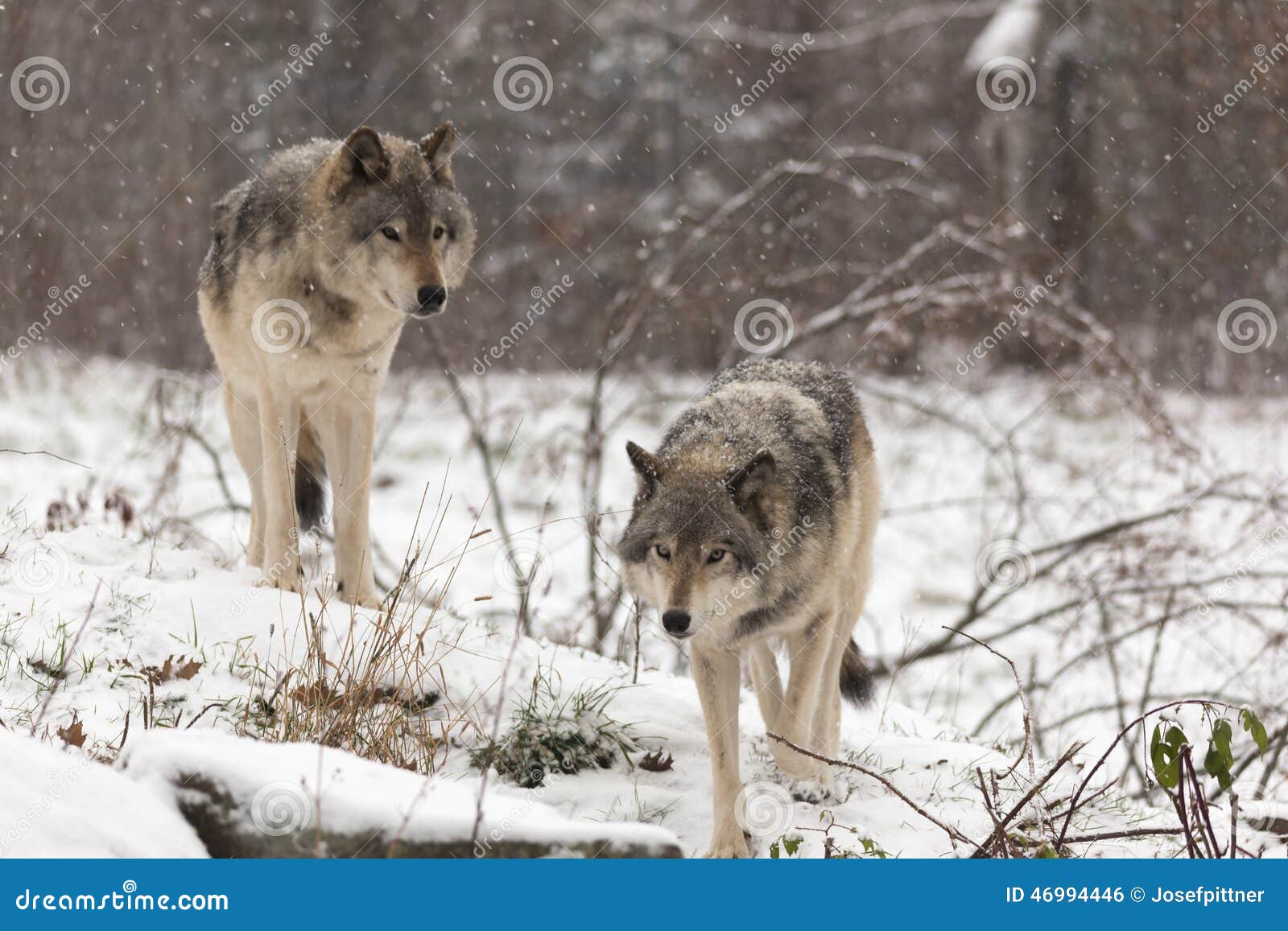Pair Of Timber Wolves In A Winter Environment Royalty-Free Stock Image ...