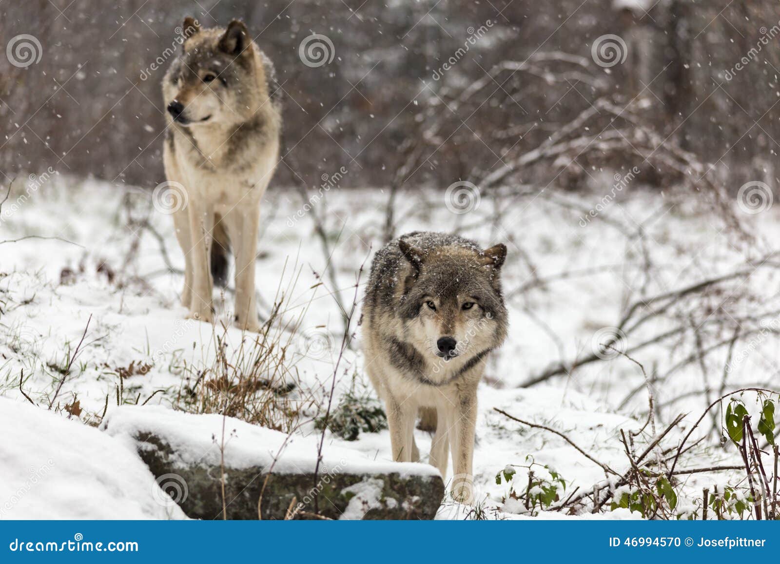 Pair Of Timber Wolf Royalty-Free Stock Photo | CartoonDealer.com #47548179