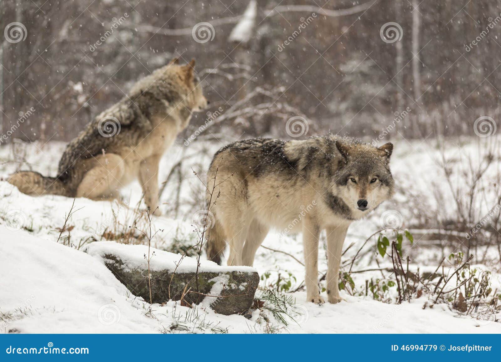 Pair of Timber Wolves in a Winter Environment Stock Image - Image of ...