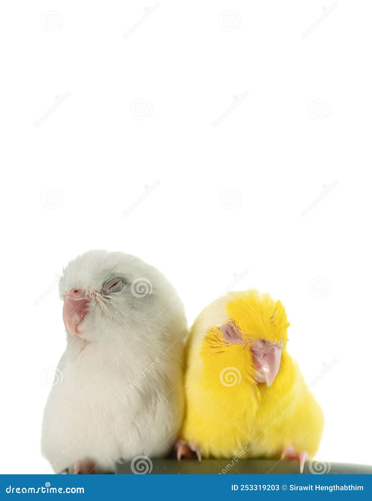 Pair of Tiny White and Yellow Parrot Parakeet Forpus Bird Sleeping ...