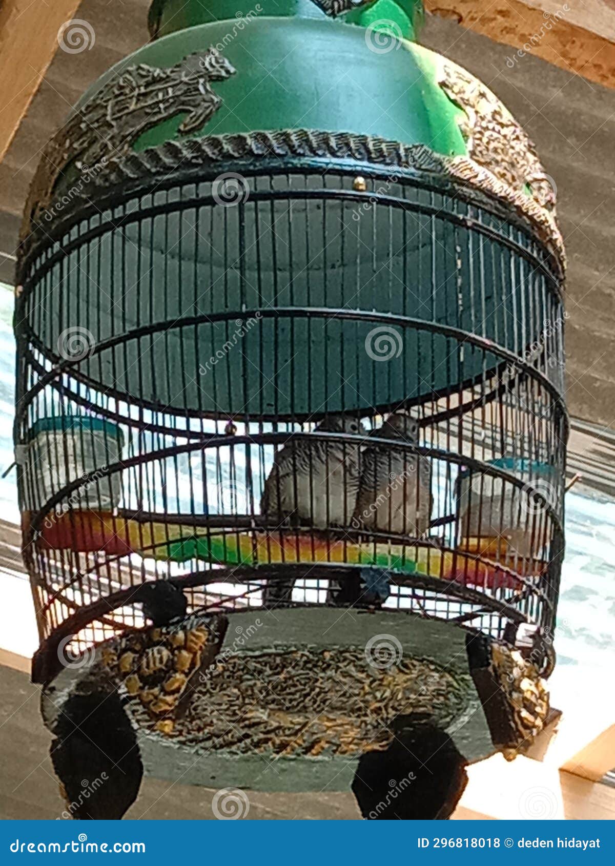 Titiran bird stock photo. Image of birds, pair, bird - 296818018