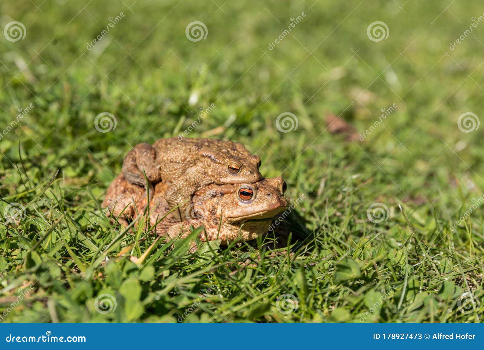 Pair of toads in the grass stock image. Image of meadow - 178927473