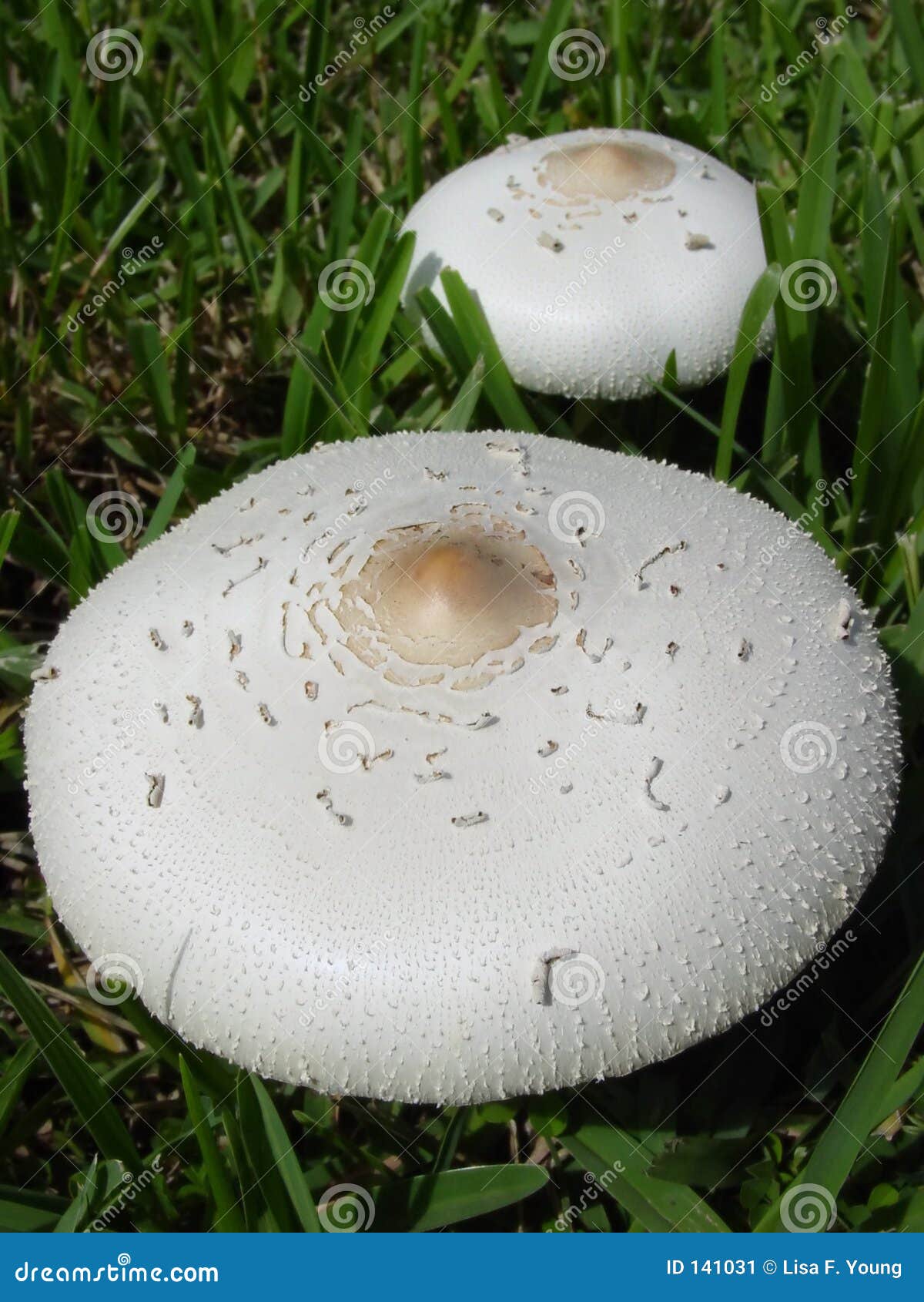 Pair Of Toadstools Picture. Image: 141031