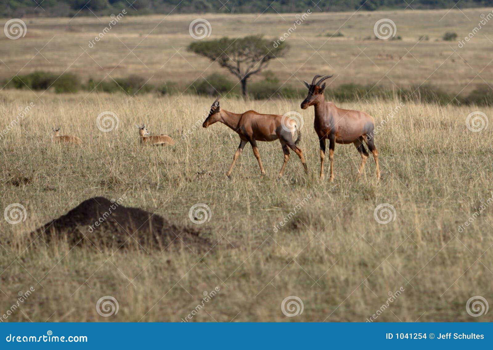 Pair of Topi stock photo. Image of kenya, tiang, africa - 1041254