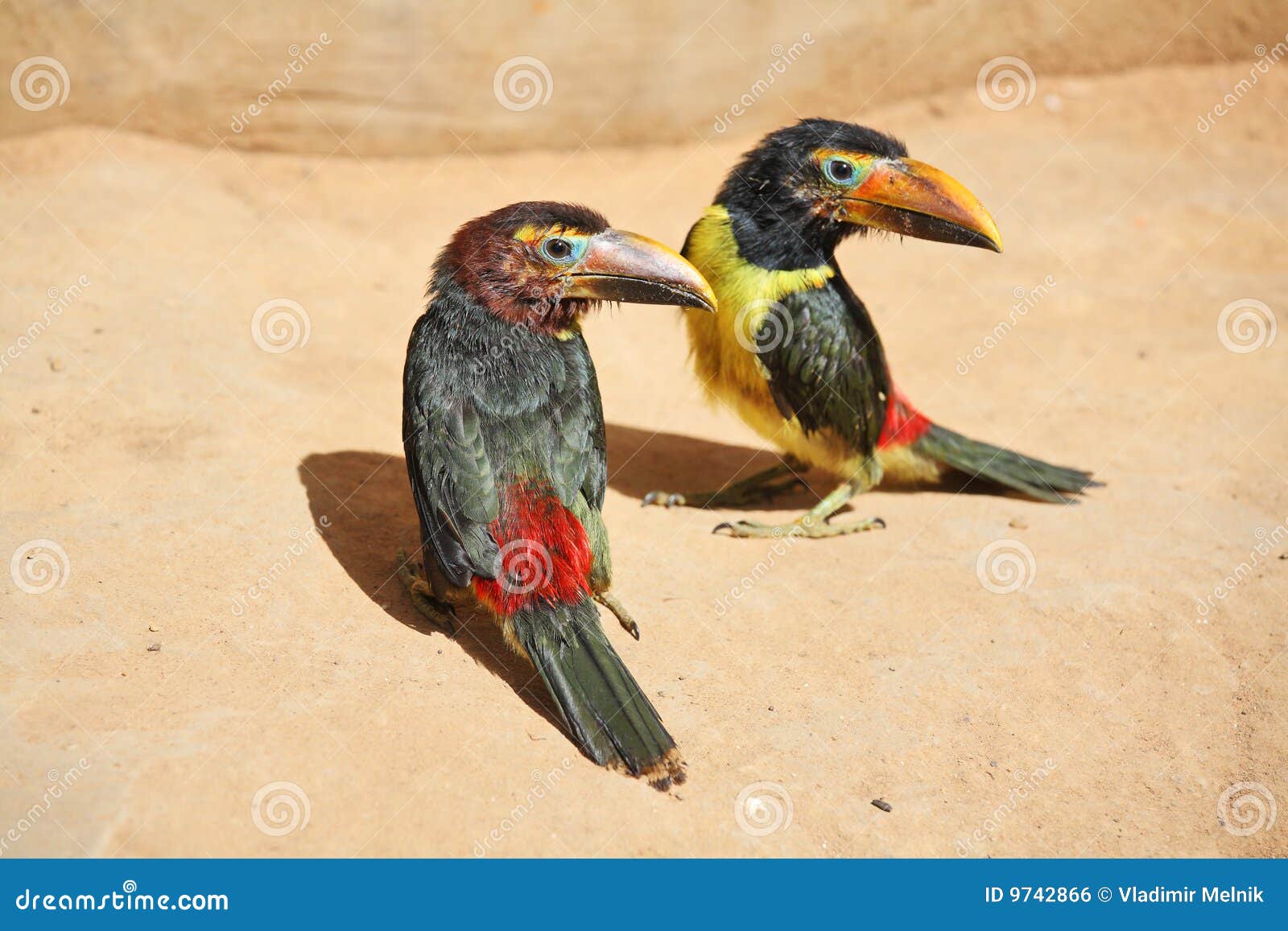 Pair of toucan chicks stock photo. Image of birdlife, brazil - 9742866
