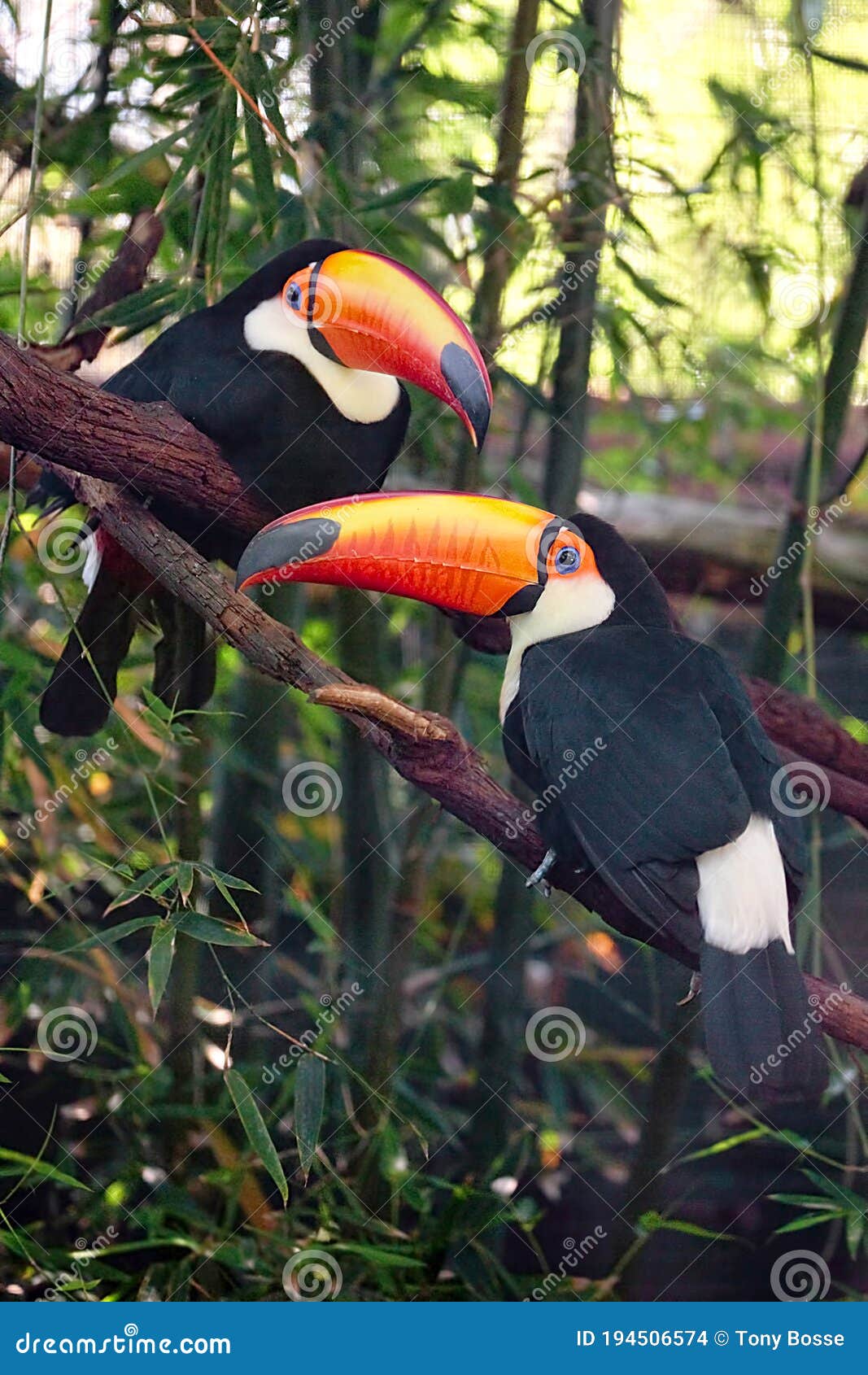 Two Toucans Sit On A Branch In The Zoo Stock Image | CartoonDealer.com ...