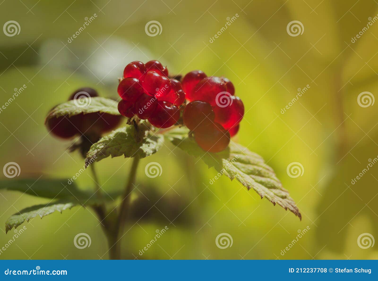 The Fruits Of The Trailing Mahonia Mahonia Aquifolium Pursh Nutt ...