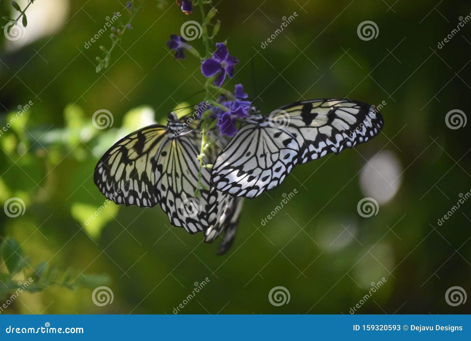 Pair of Tree Nymph Butterflies in a Garden Stock Image - Image of ...