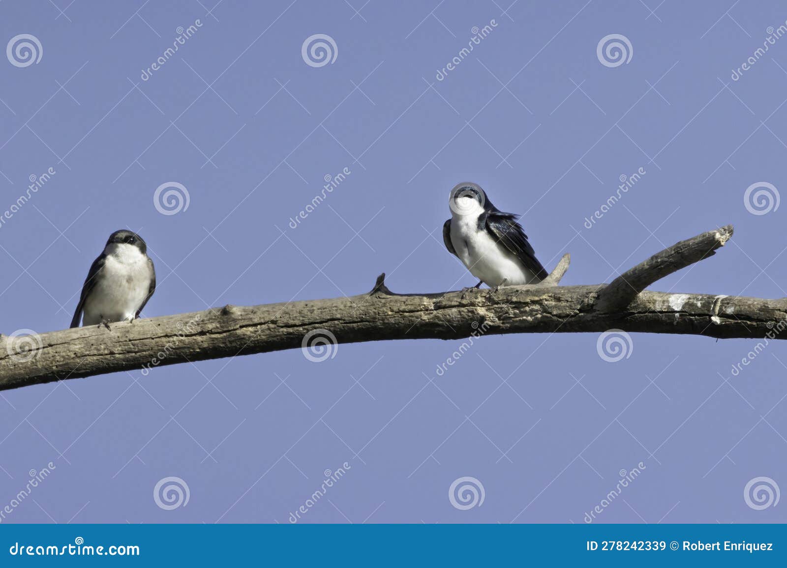A Pair of Tree Swallows on a Branch Stock Image - Image of nature ...