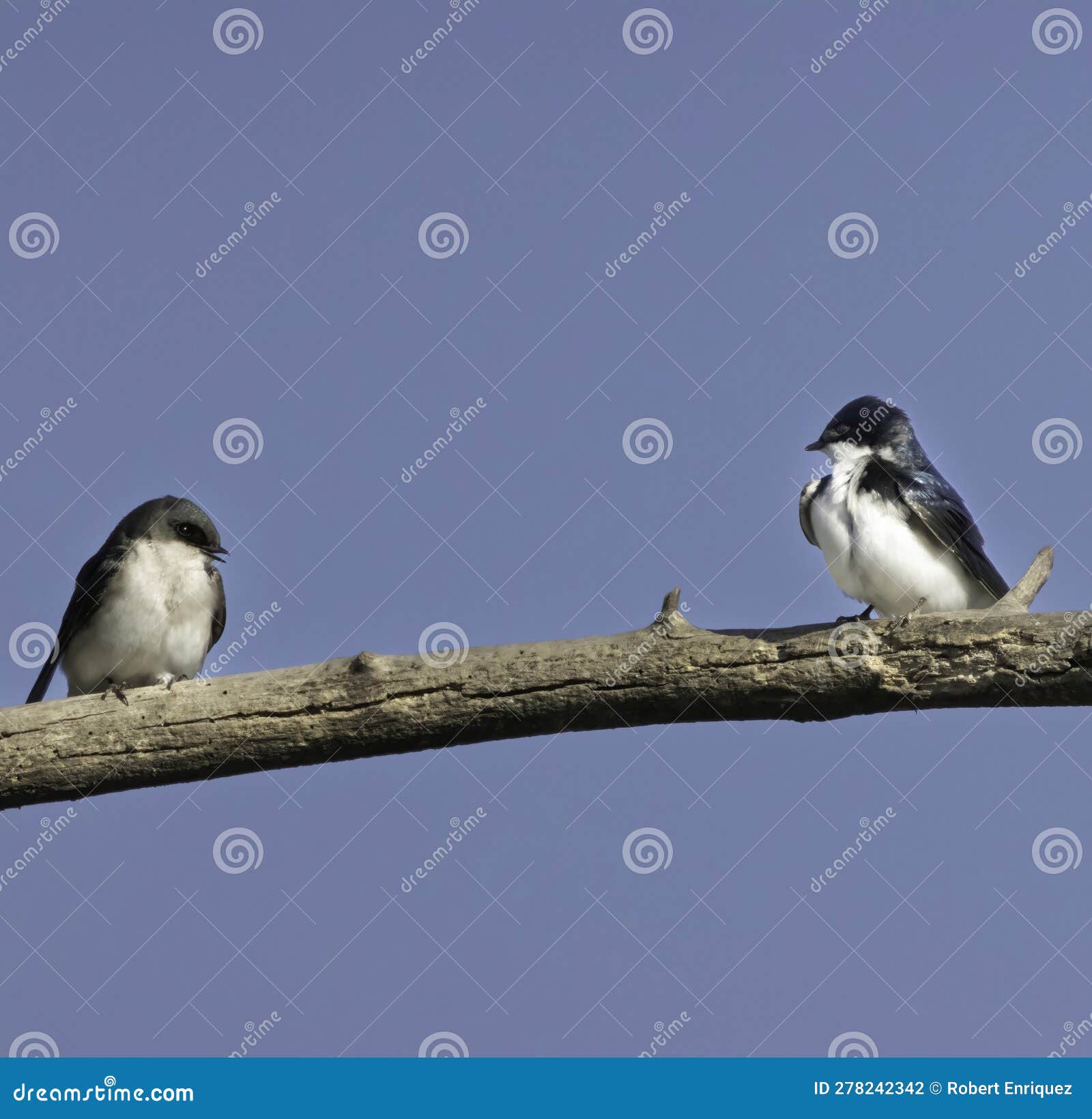 A Pair of Tree Swallows on a Branch Stock Photo - Image of feather ...