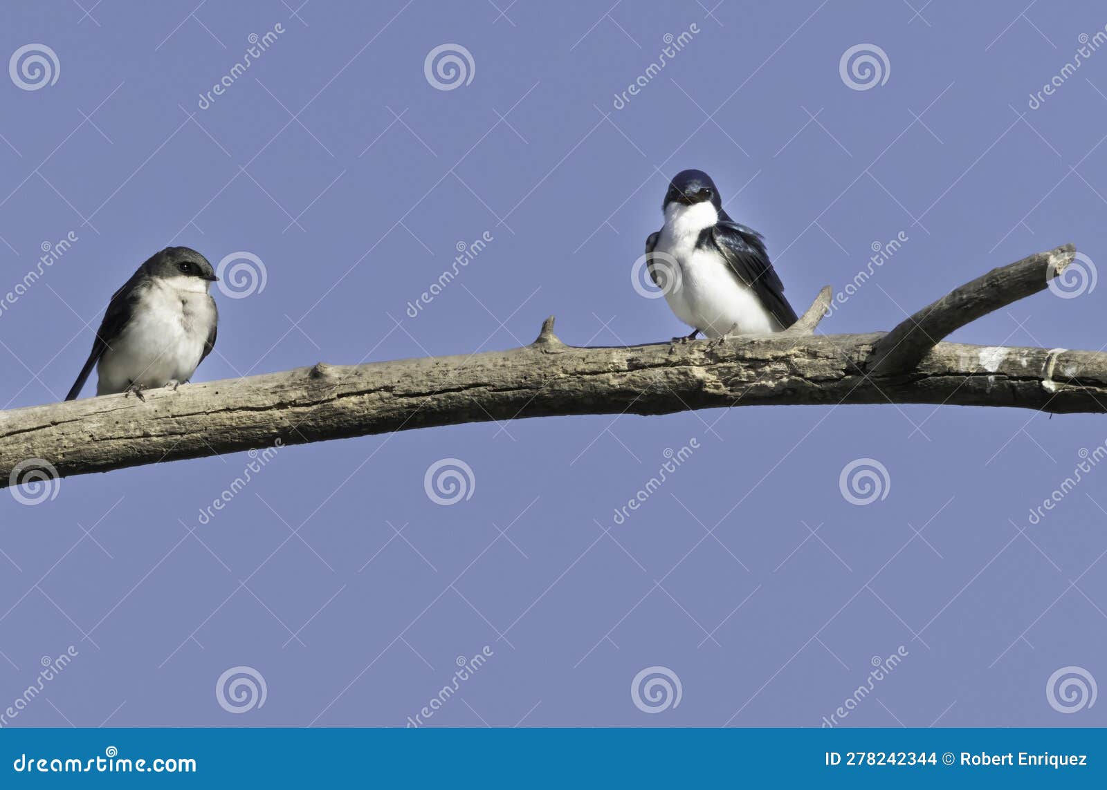 A Pair of Tree Swallows on a Branch Stock Photo - Image of wild, tree ...