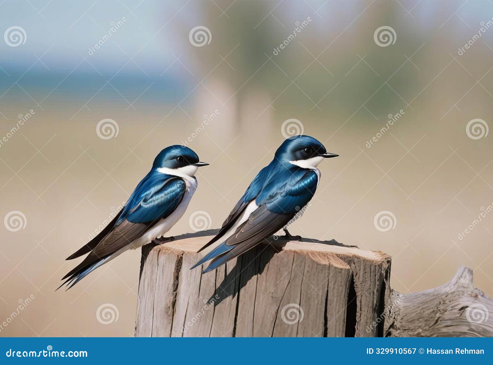 Pair of Tree Swallows on a Stump Stock Illustration - Illustration of ...