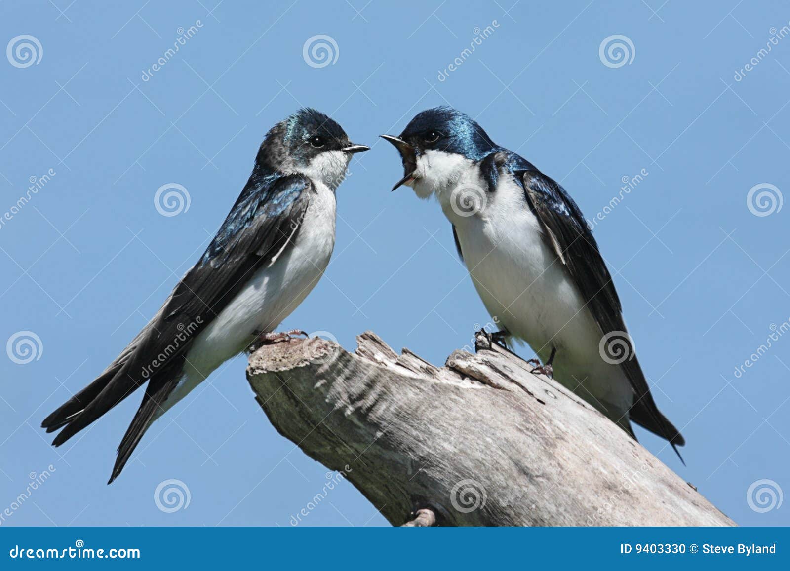 Pair of Tree Swallows on a Stump Stock Photo - Image of animals ...