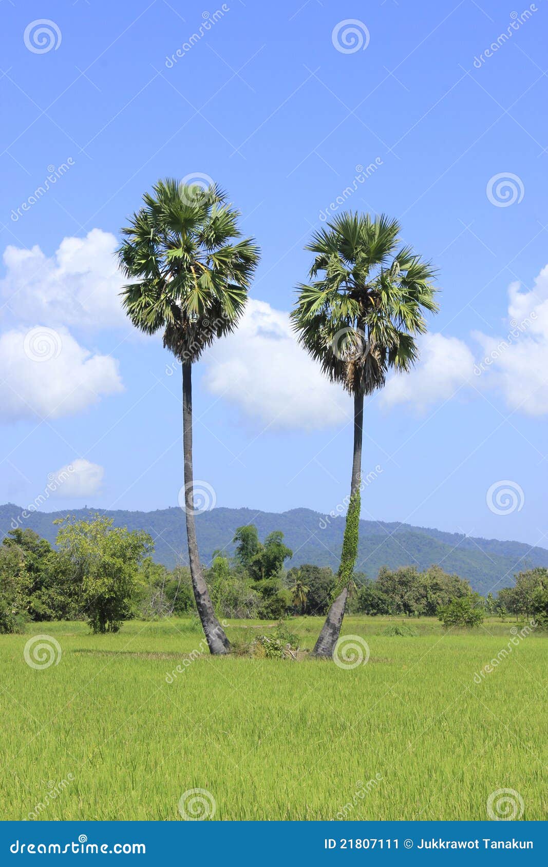 Pair of trees. stock image. Image of shade, botanic, isolated - 21807111