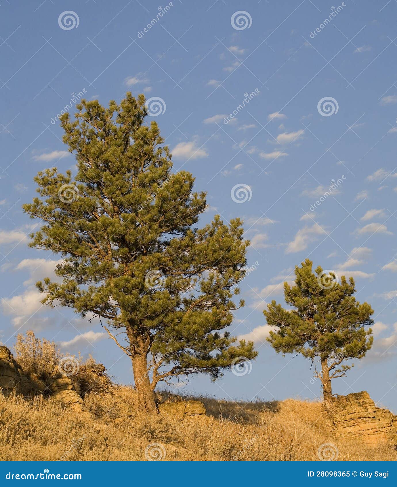 Pair of trees stock image. Image of grey, pair, evergreen - 28098365