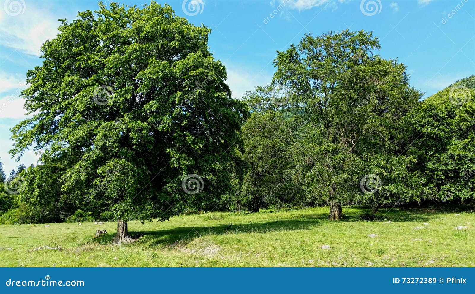 Pair of trees stock image. Image of forest, sunny, green - 73272389
