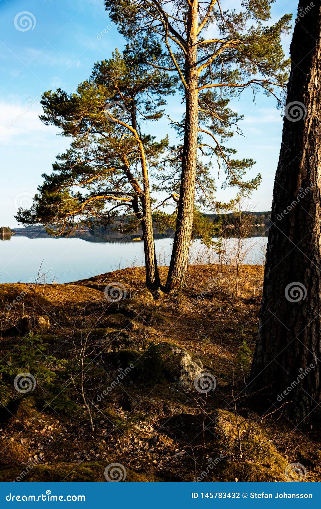 Pair of trees stock photo. Image of morning, lake, tranquil - 145783432