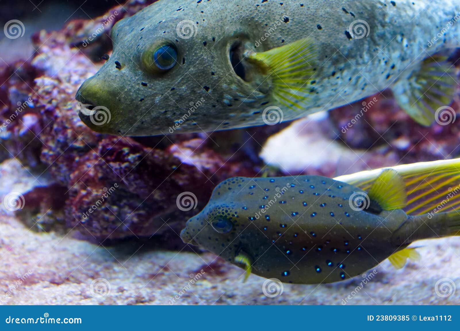 A pair of tropical fish. stock image. Image of pair, fish - 23809385
