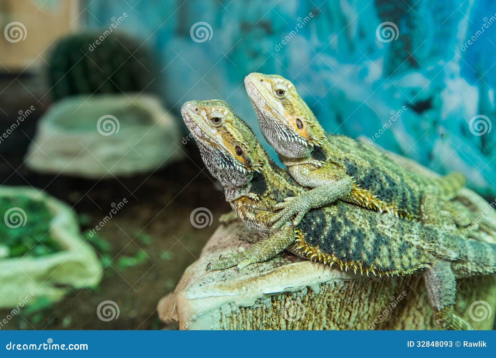 Pair of tropical lizards stock image. Image of abstract - 32848093