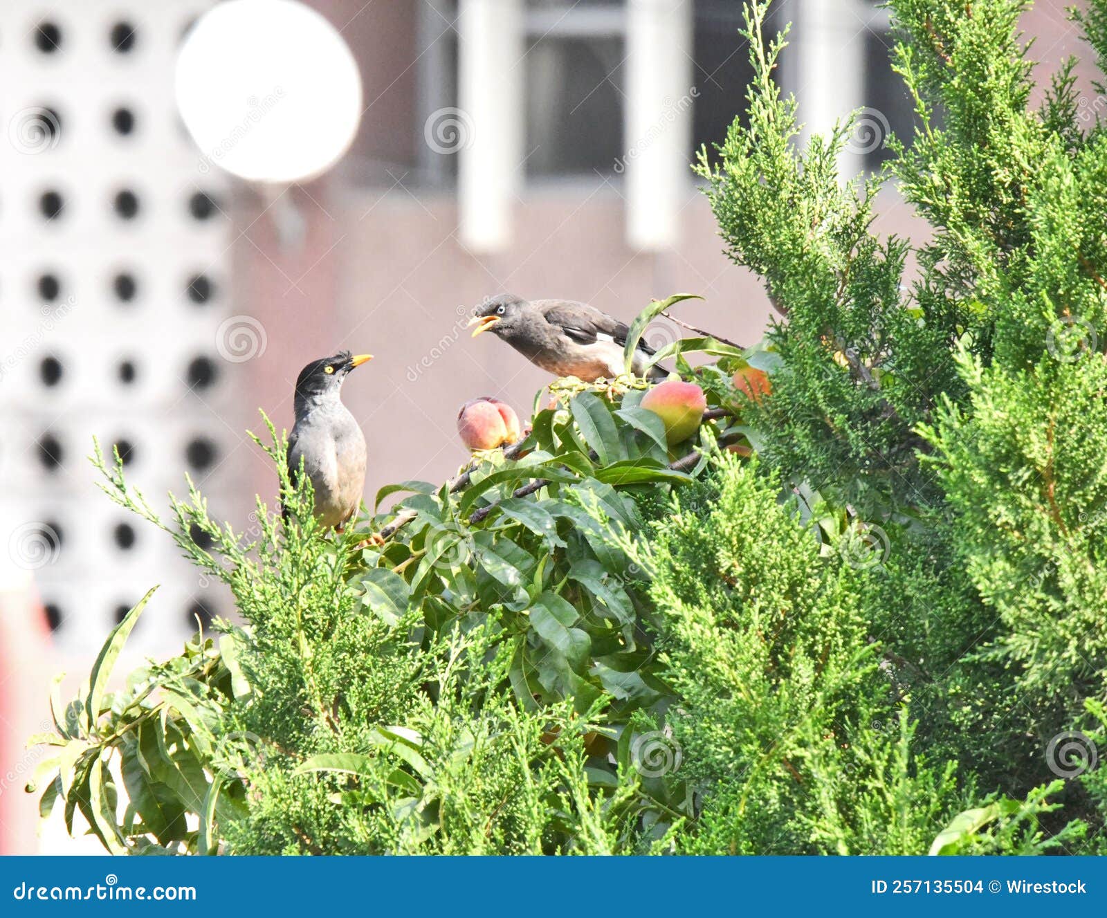 Pair of True Thrush Bird Perched on a Conifer Tree Stock Photo - Image ...