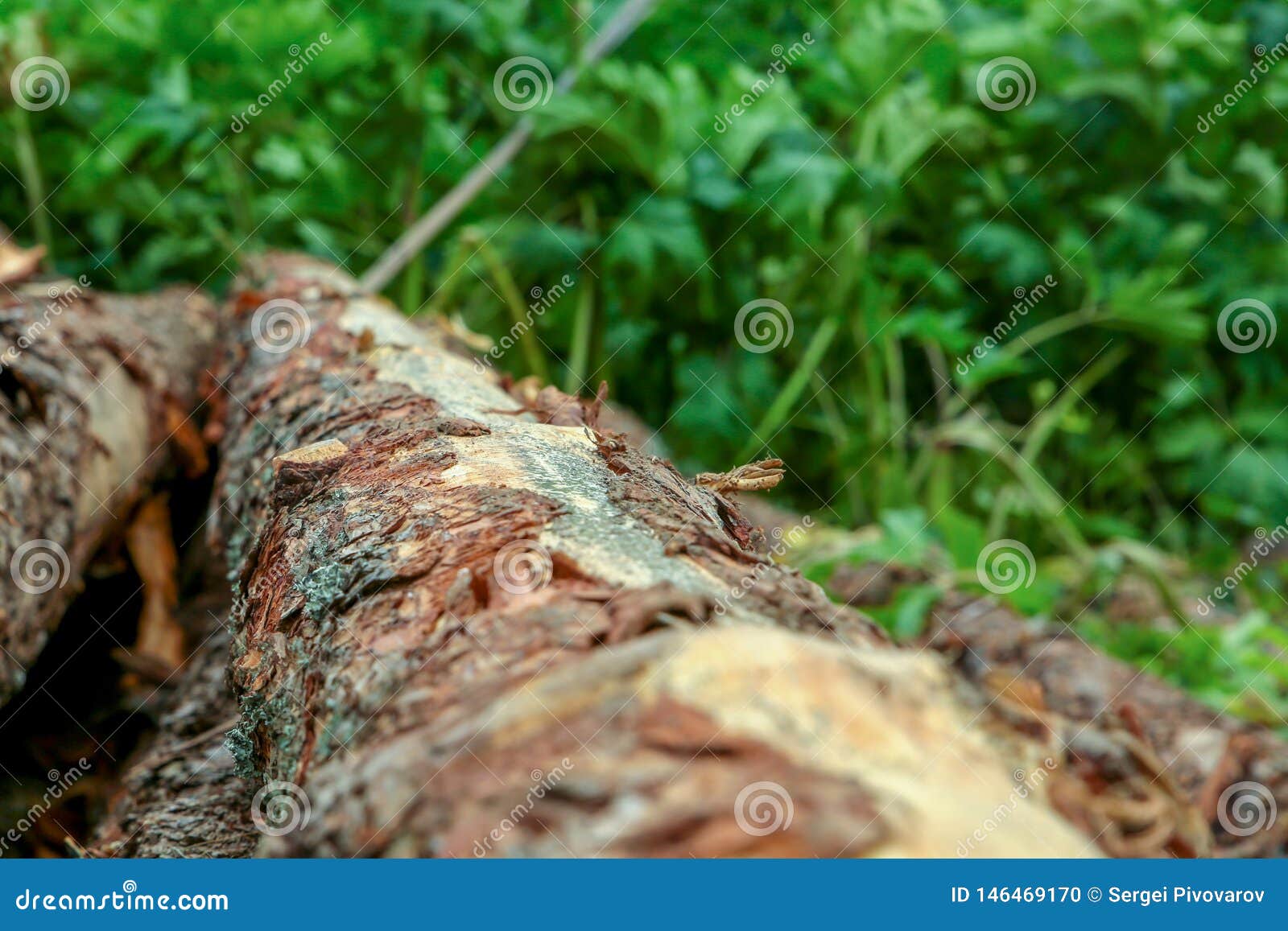 Pair of Trunks of Hard Bark Pine Tree Focus on the Center of a Log ...