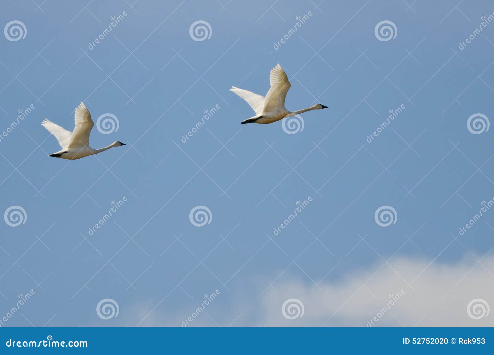 Pair of Tundra Swans Flying High Above the Clouds Stock Photo - Image ...