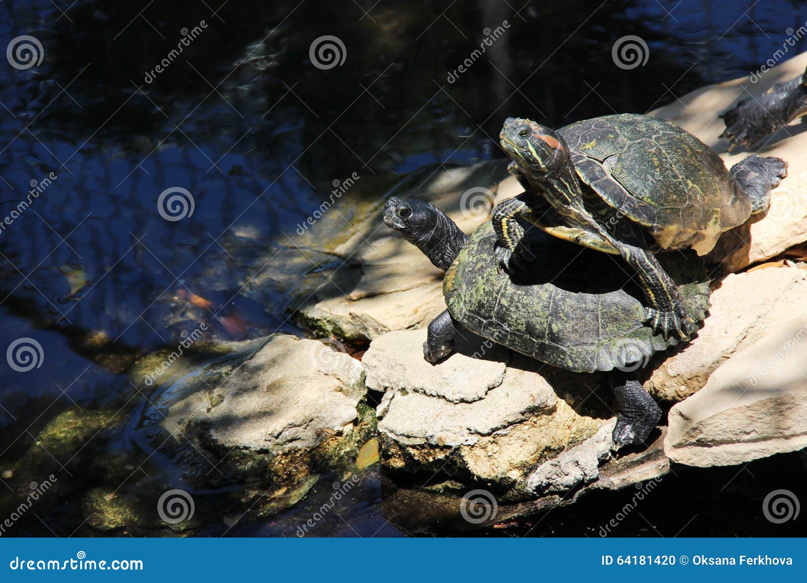 A Pair of Turtle in a Zoo in Protaras Stock Photo - Image of tortoise ...