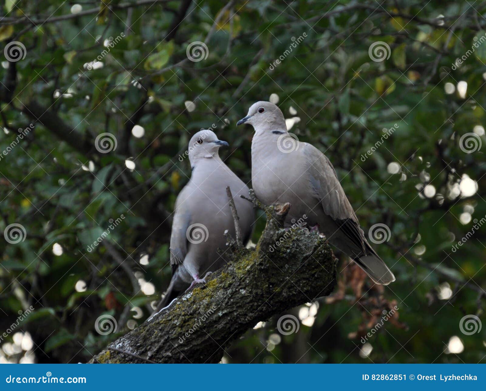 A Pair of Turtledoves Garden_2 Stock Image - Image of couple, turtles ...