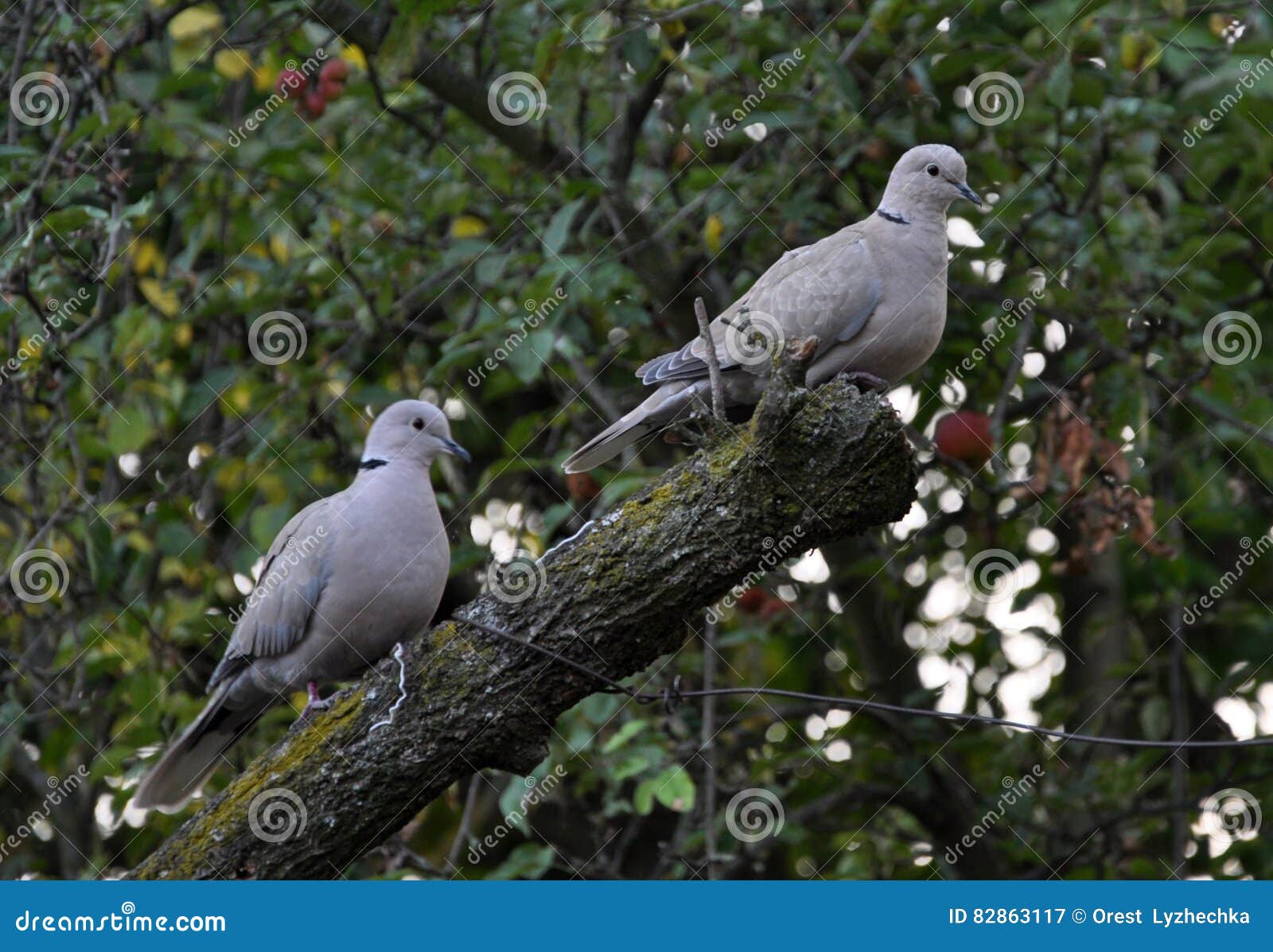 A Pair of Turtledoves Garden_5 Stock Image - Image of garden, eyes ...