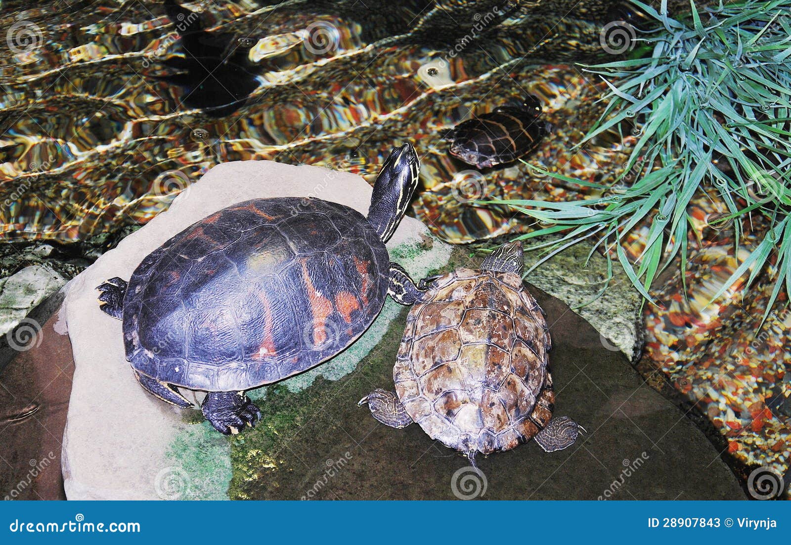 Pair turtles stock image. Image of swimming, interior - 28907843