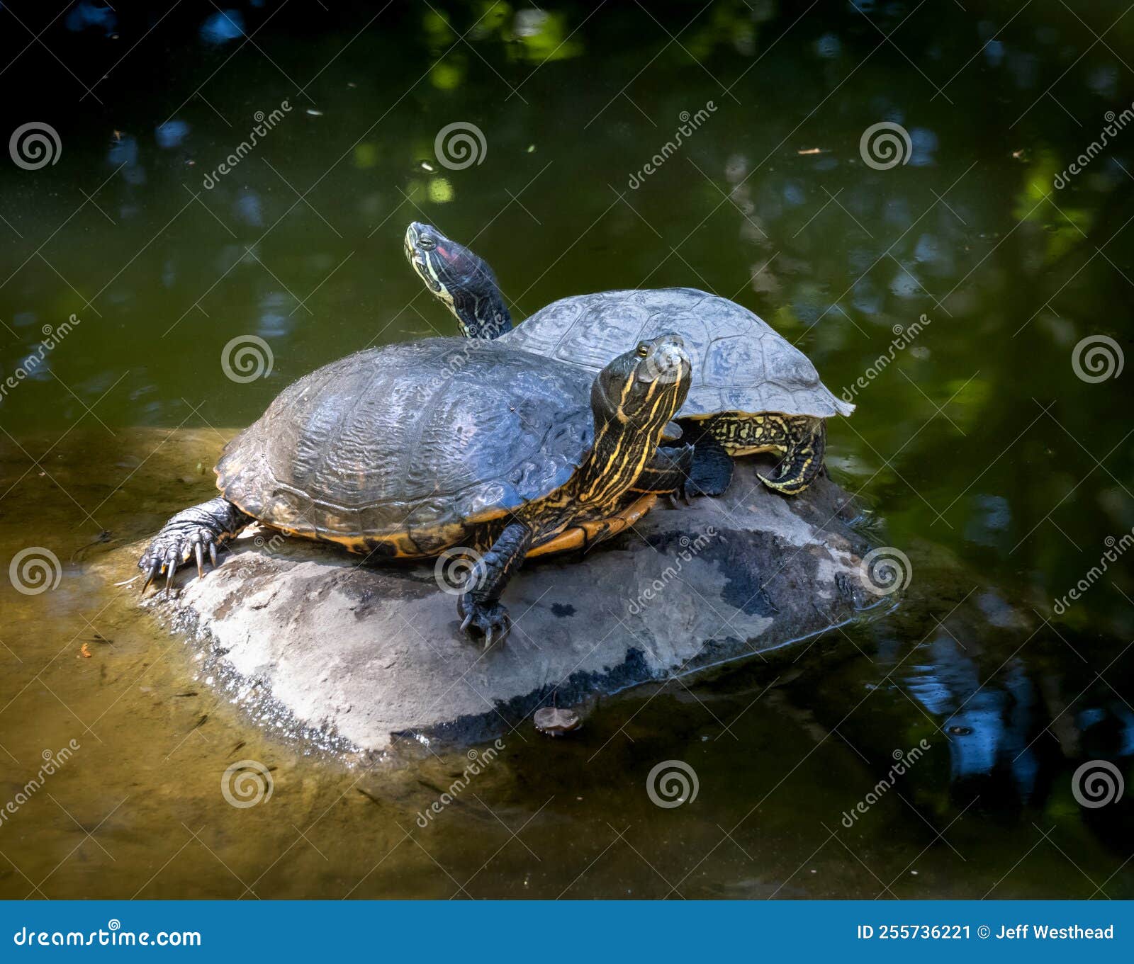 Pair of Turtles Basking on Rock in Pond Stock Image - Image of blue ...