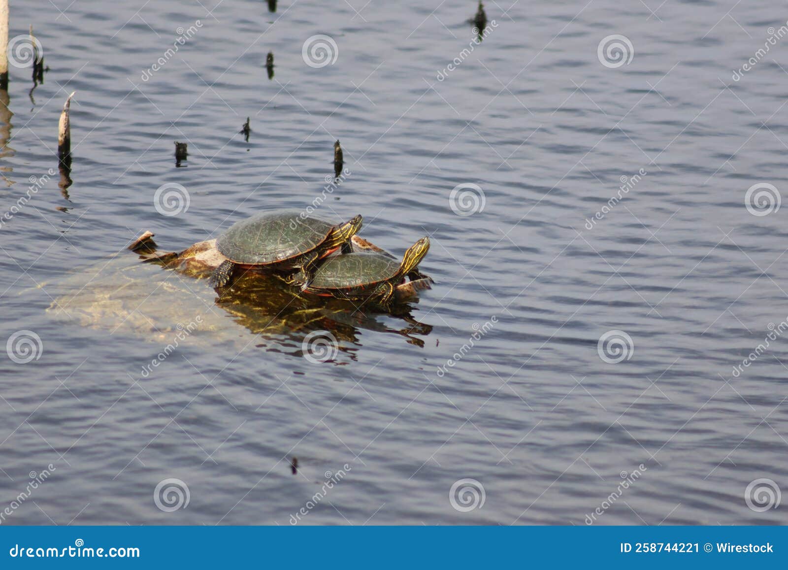Pair of Turtles Sitting Out of the Water Together on a Small Patch of ...