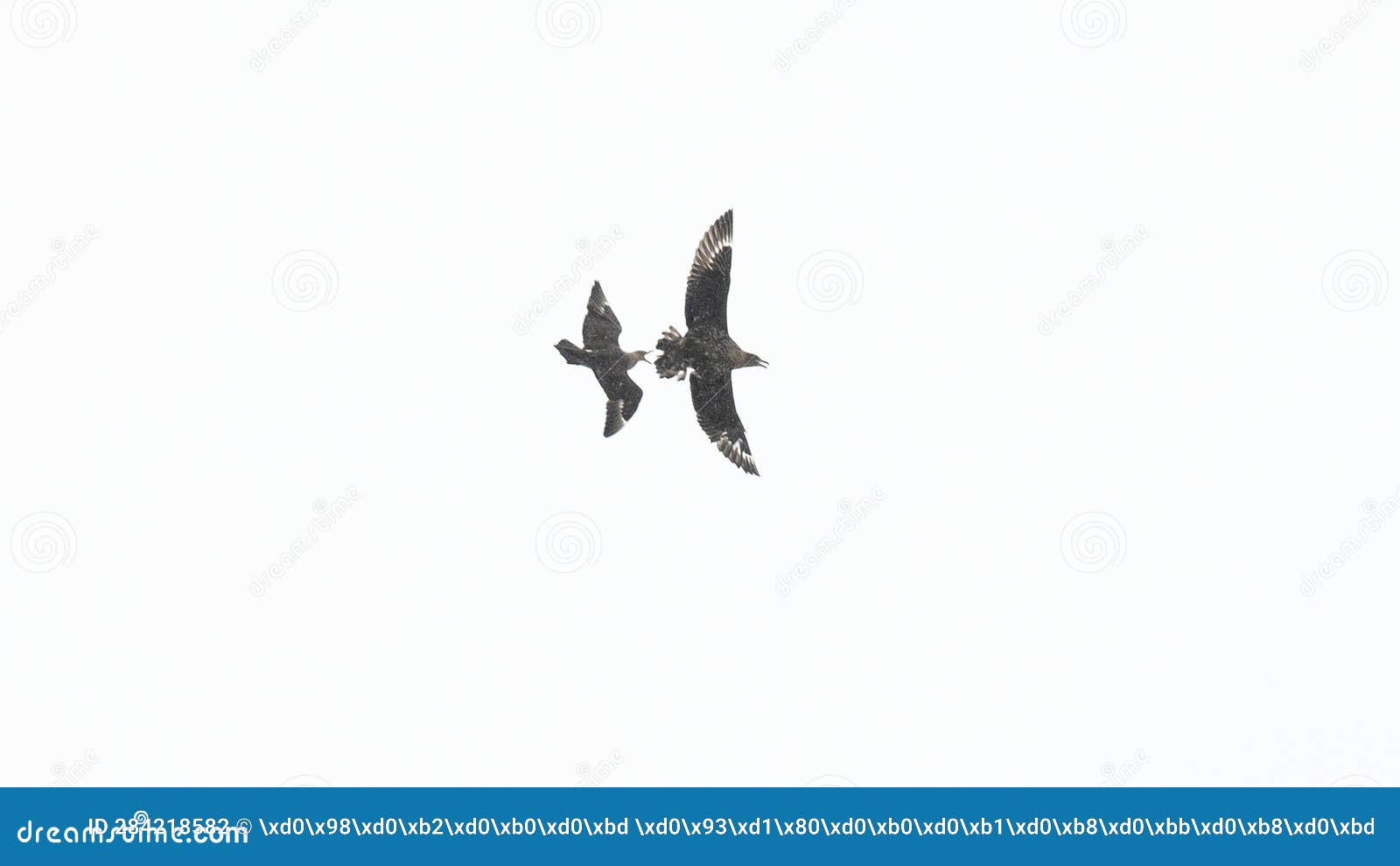 A Pair of Two Flying Birds in the Antarctic. Stock Photo - Image of ...