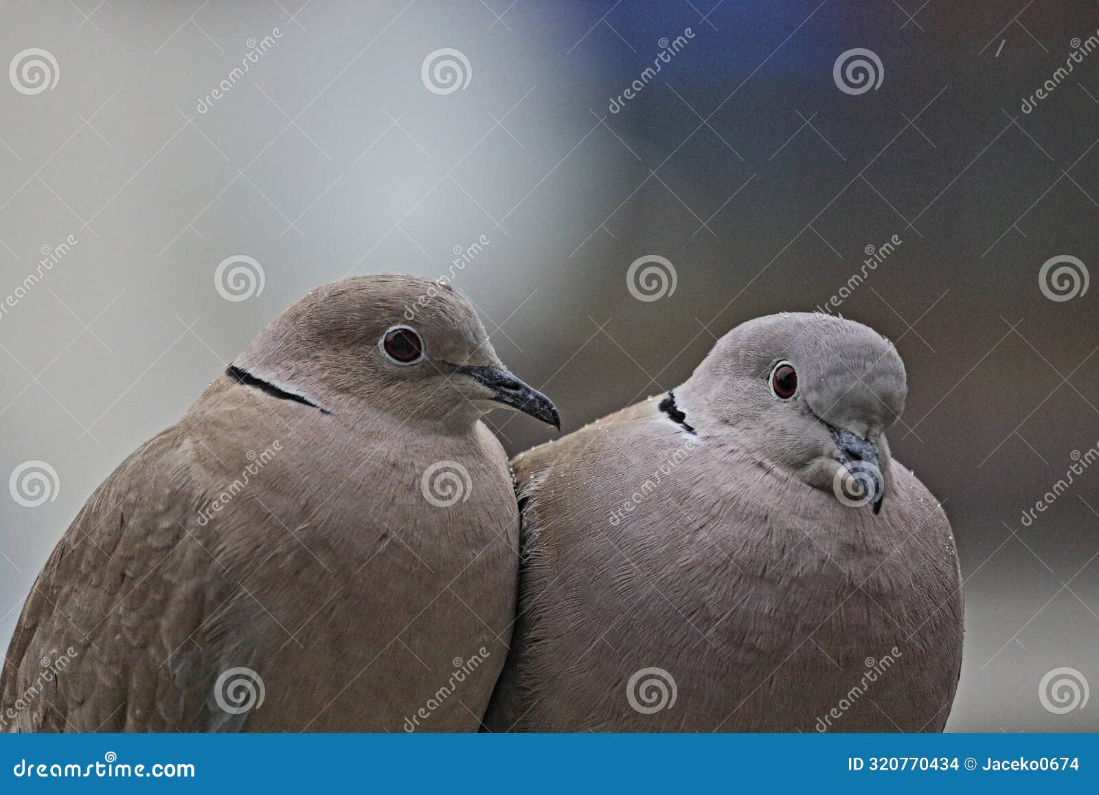 A pair of two pigeons stock photo. Image of color, nature - 320770434