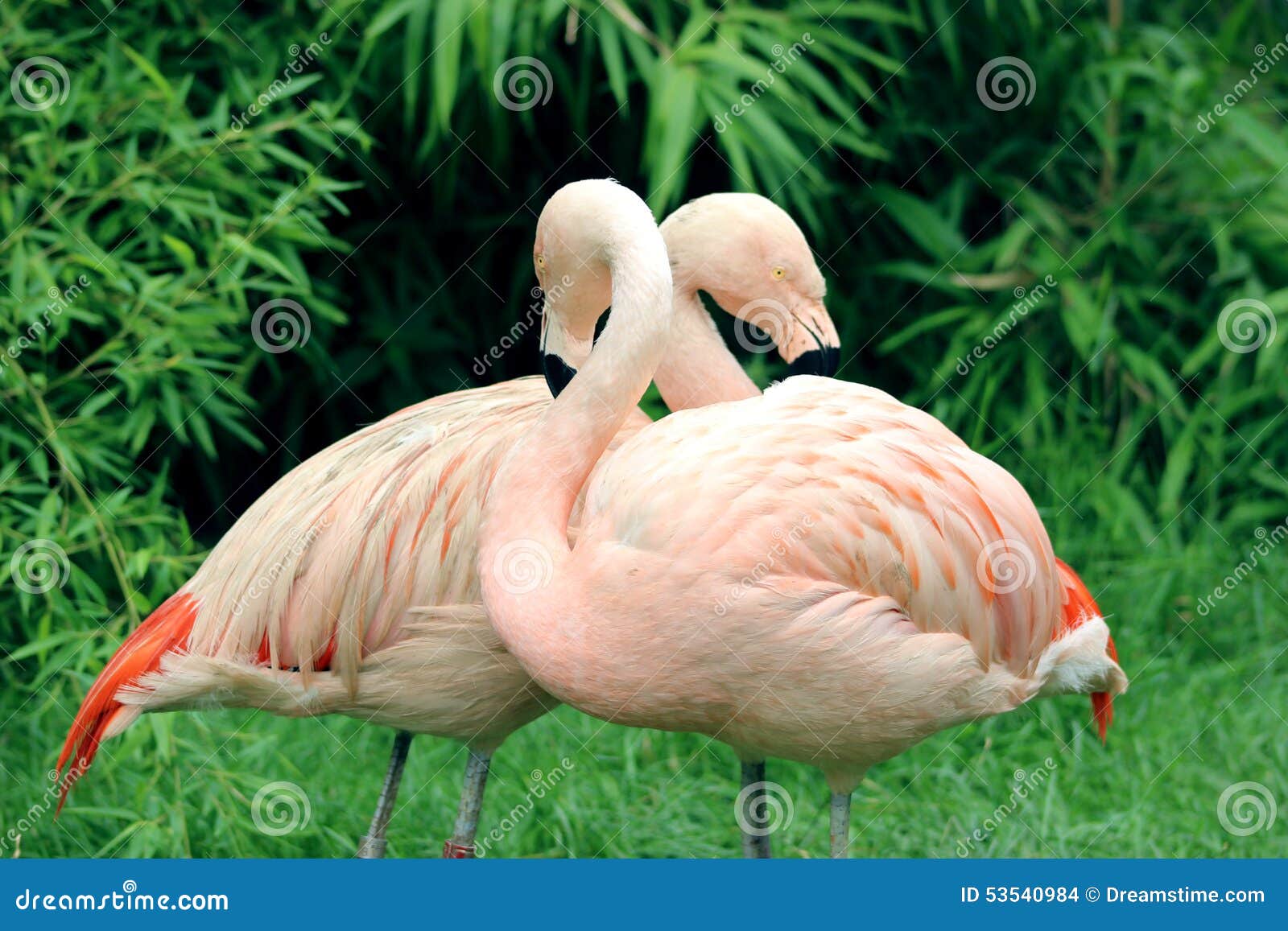 Pair of Two Pink Flamingos stock photo. Image of connection - 53540984