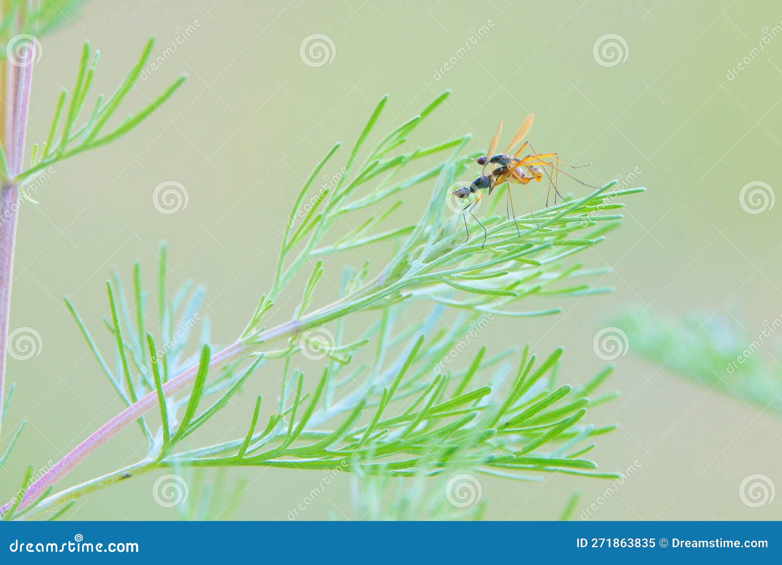 Tylidae fly stock image. Image of diptera, mating, flies - 271863835