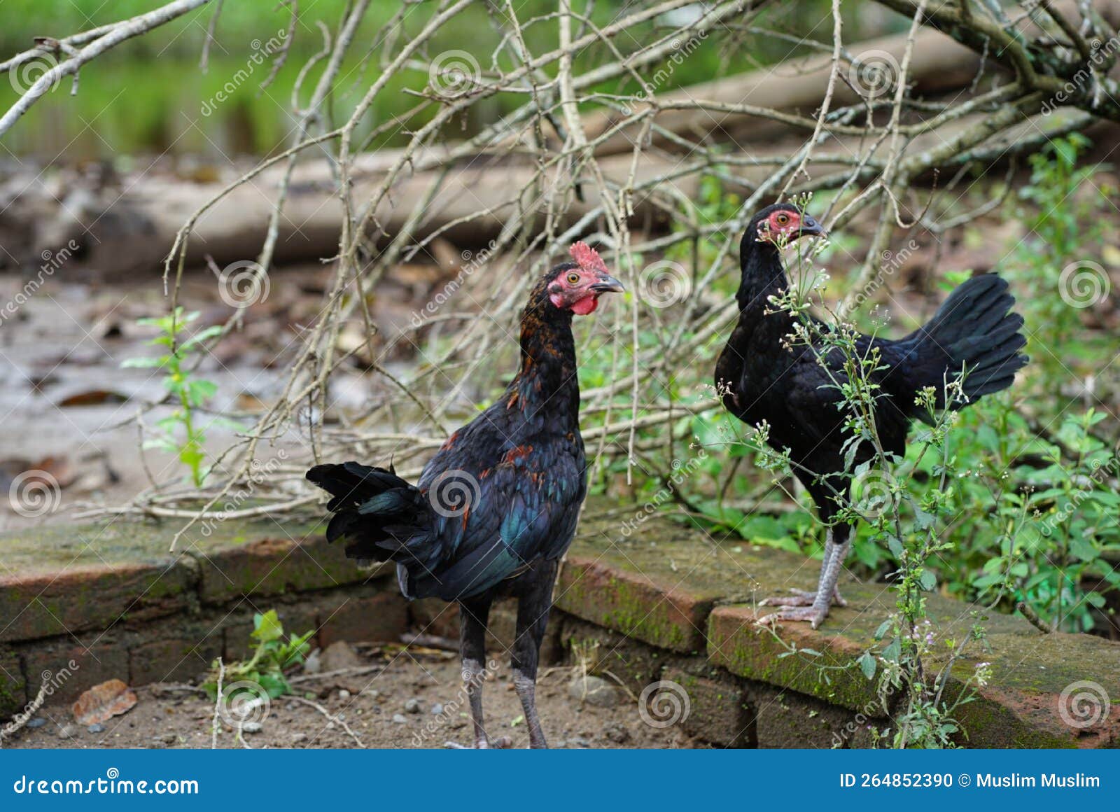 Typical Indonesian Native Chickens Stock Photos - Free & Royalty-Free ...
