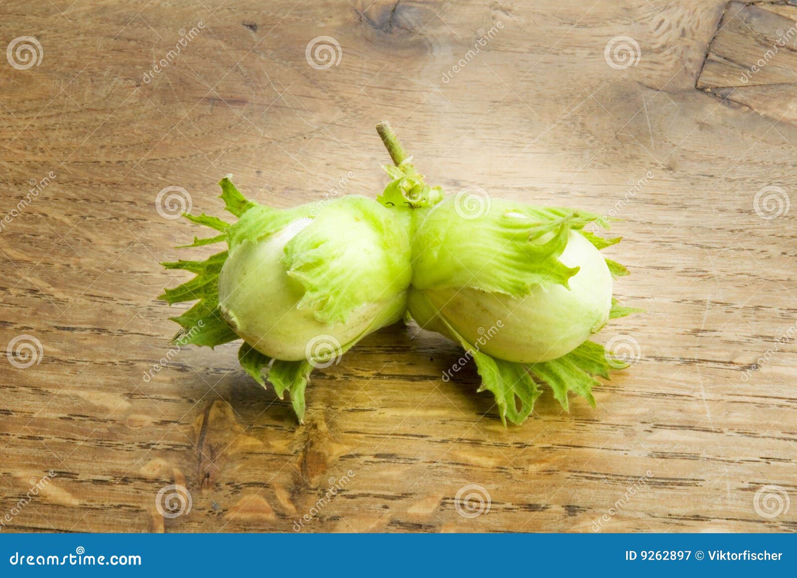Pair of unripe hazelnuts stock image. Image of avellana - 9262897