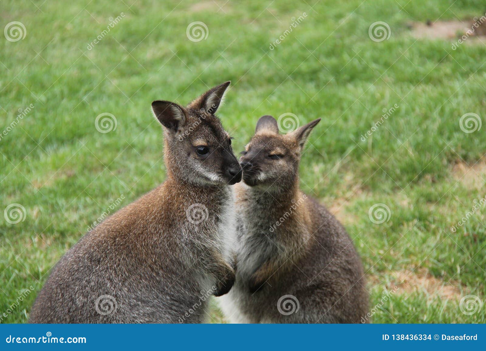Wallaby Animals. stock photo. Image of marsupial, australia - 138436334