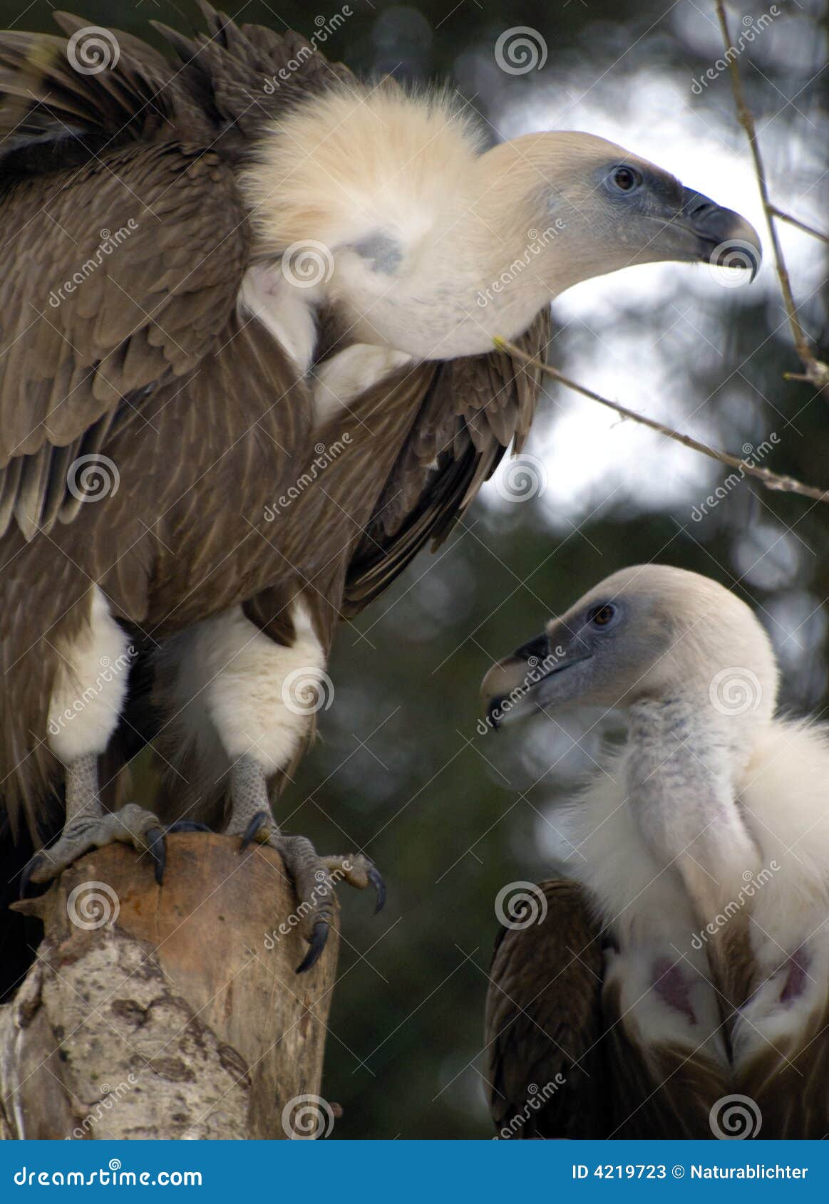 Pair of vultures stock image. Image of gyps, predatory - 4219723