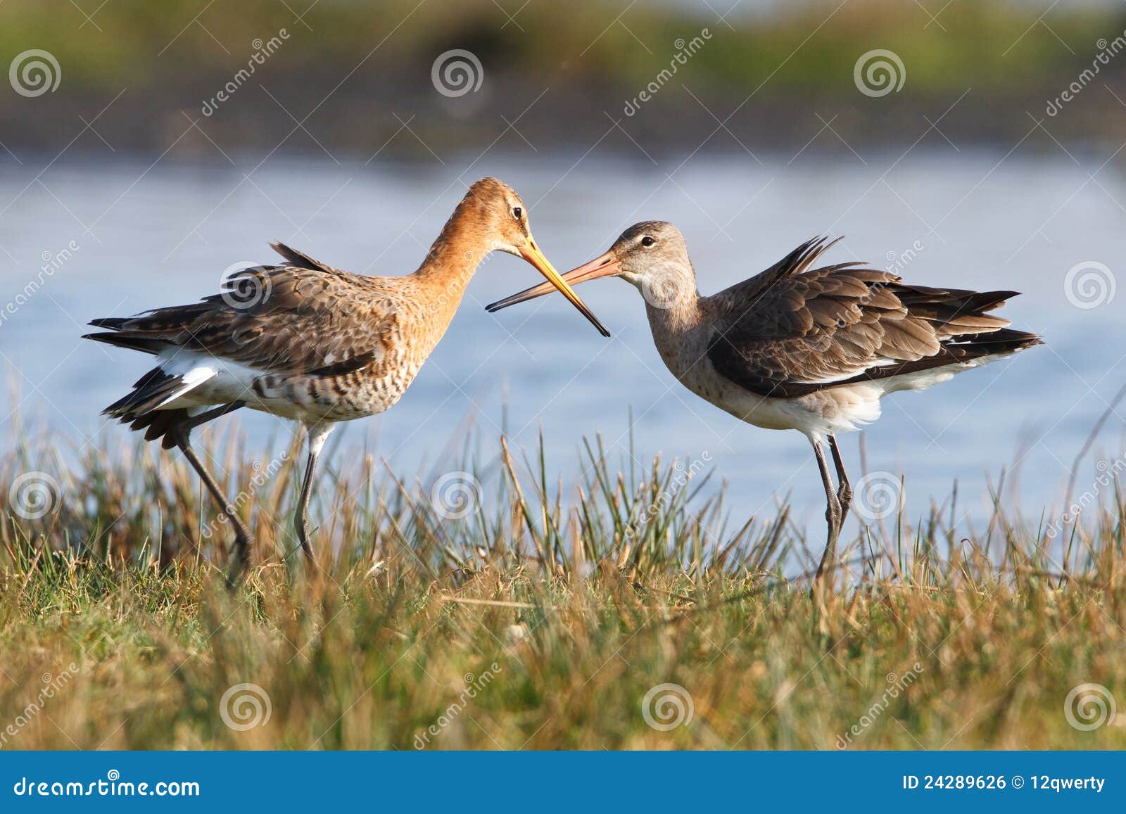 Pair of wading birds stock photo. Image of courtship - 24289626