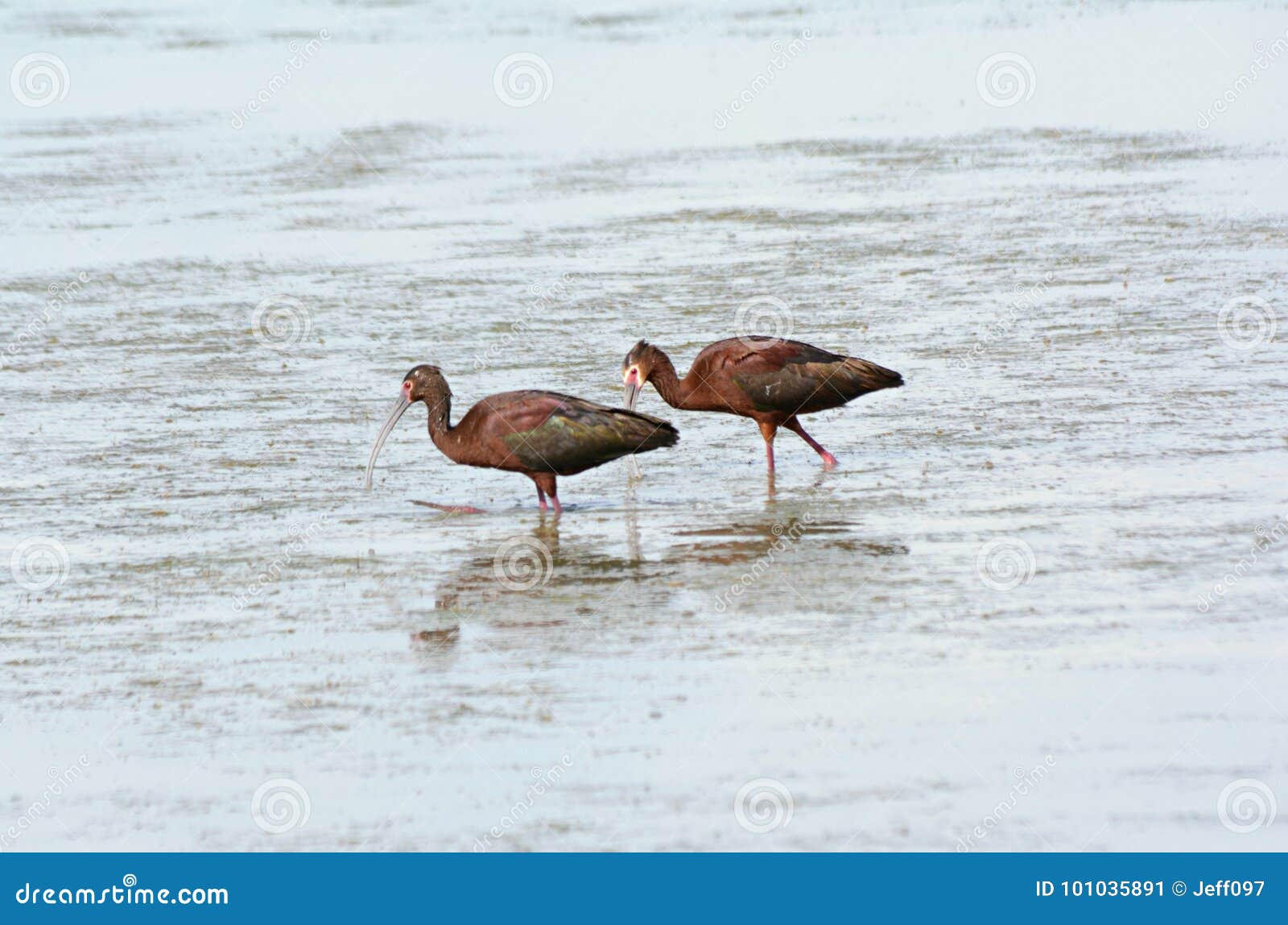 Pair of Wading Migratory White-Faced Ibis Stock Image - Image of ibis ...