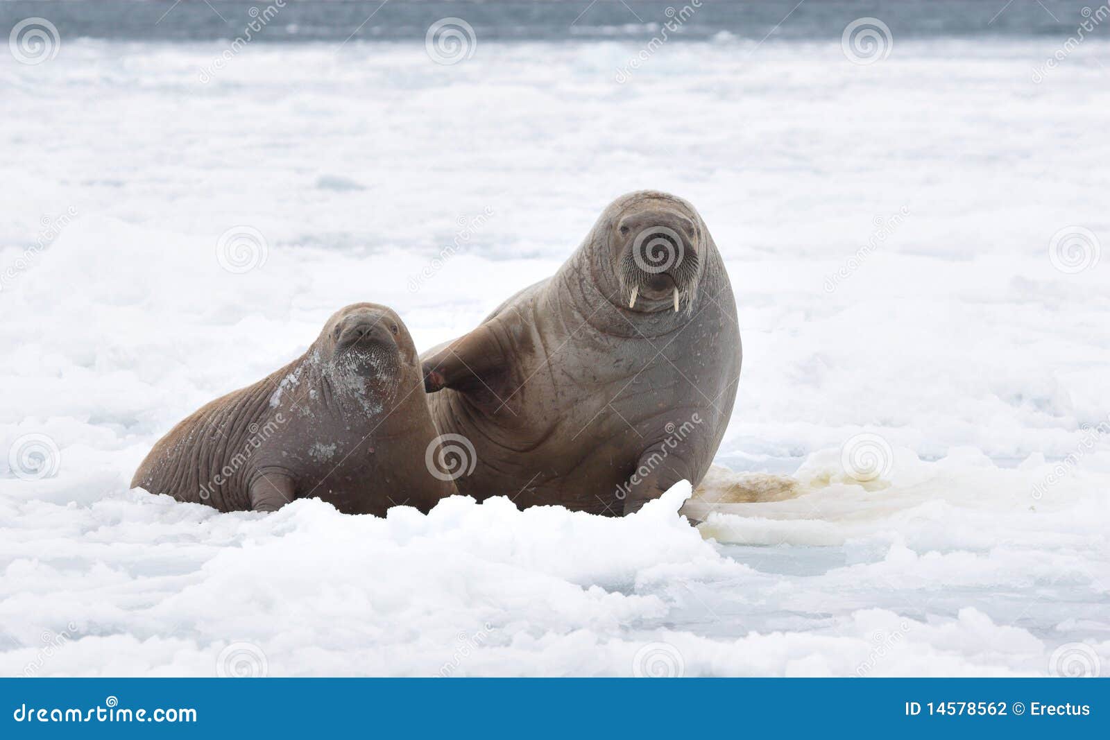 A pair of walruses stock photo. Image of predator, seal - 14578562