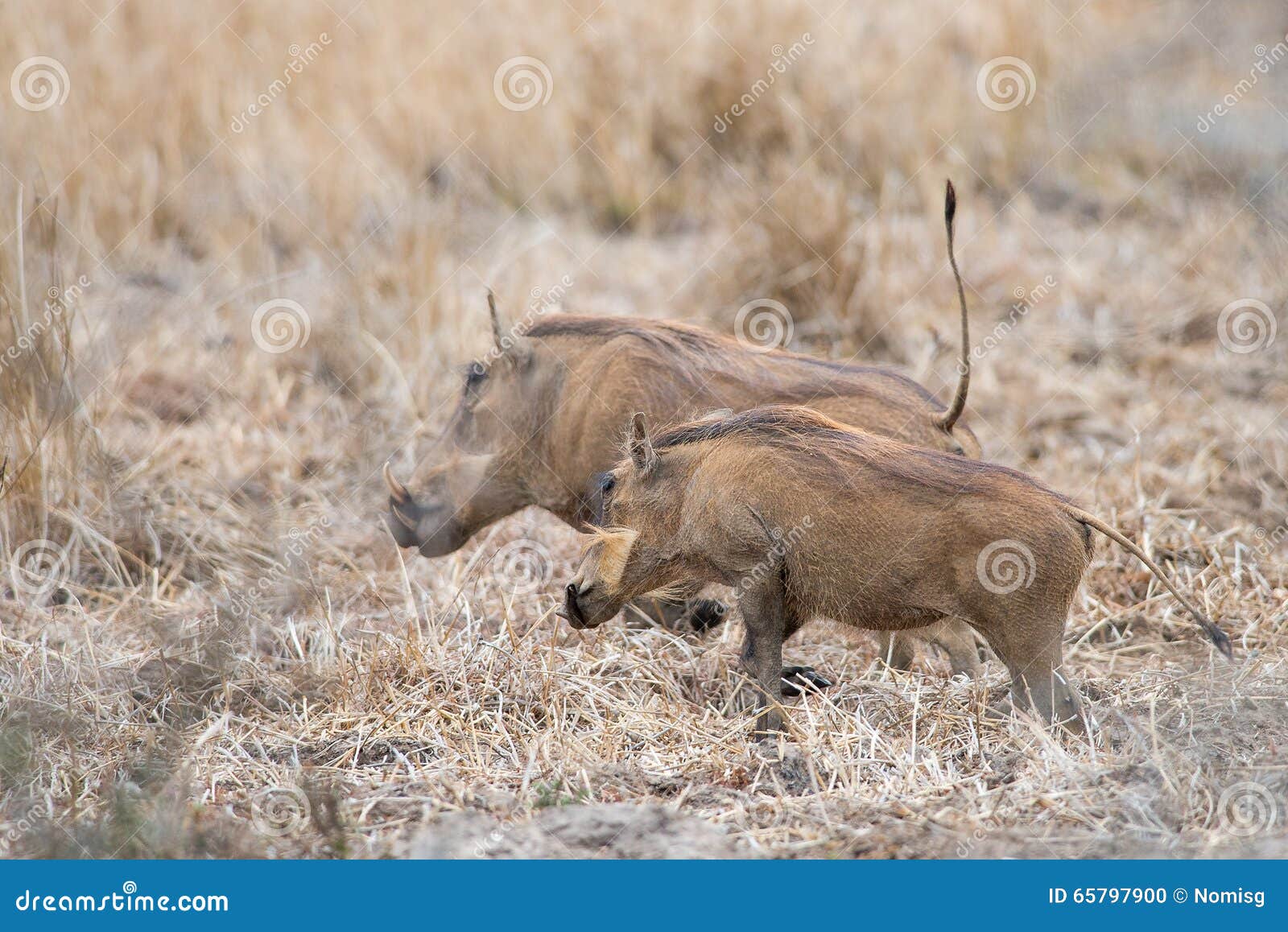 A Pair of Warhogs Running Away Stock Photo - Image of boar, upright ...