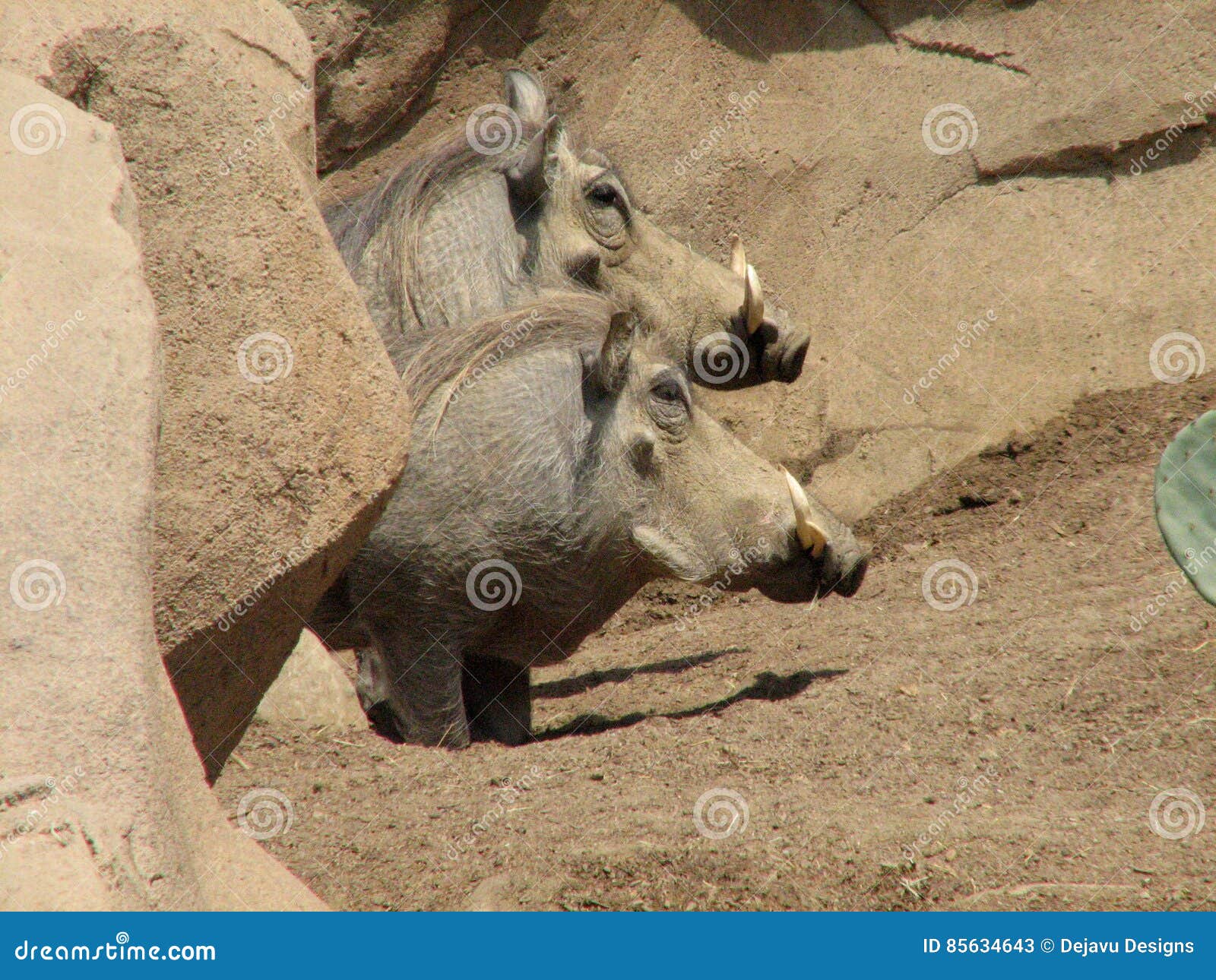 Pair of Warthogs stock image. Image of pigs, hogs, nature - 85634643