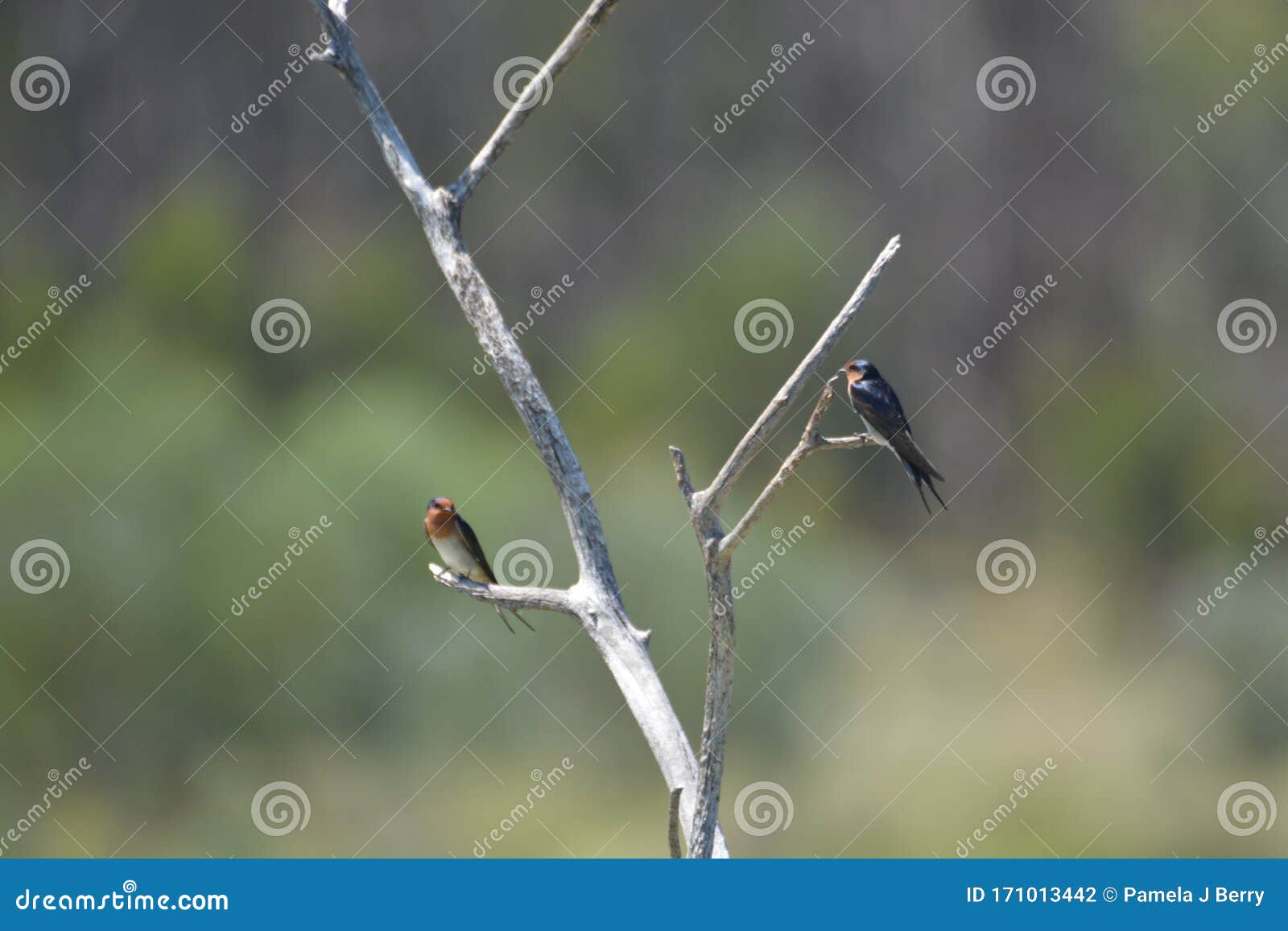 A Pair of Welcome Swallow Birds Sitting on a Branch Stock Photo - Image ...