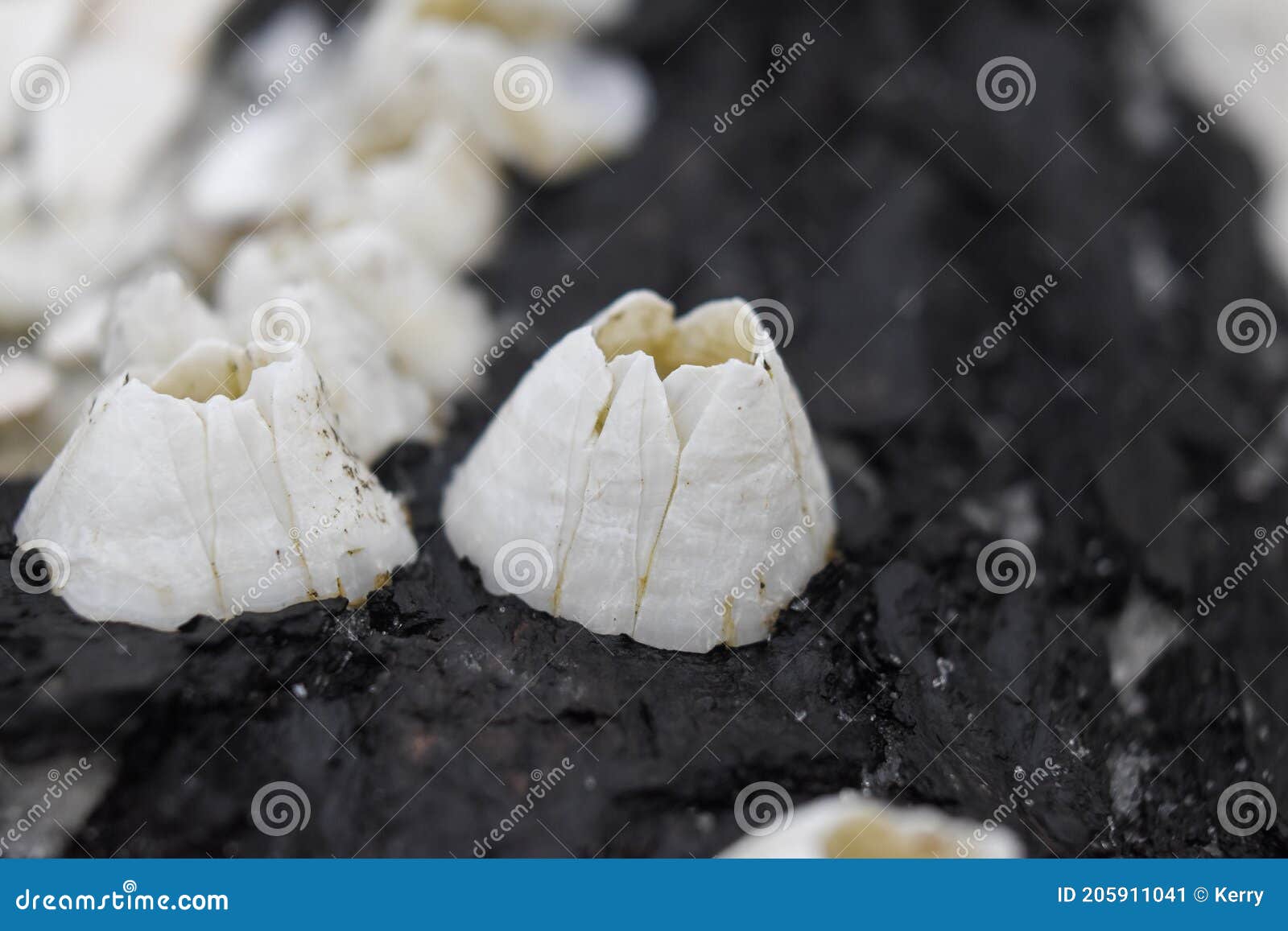 A pair of white barnacles stock image. Image of cuisine - 205911041