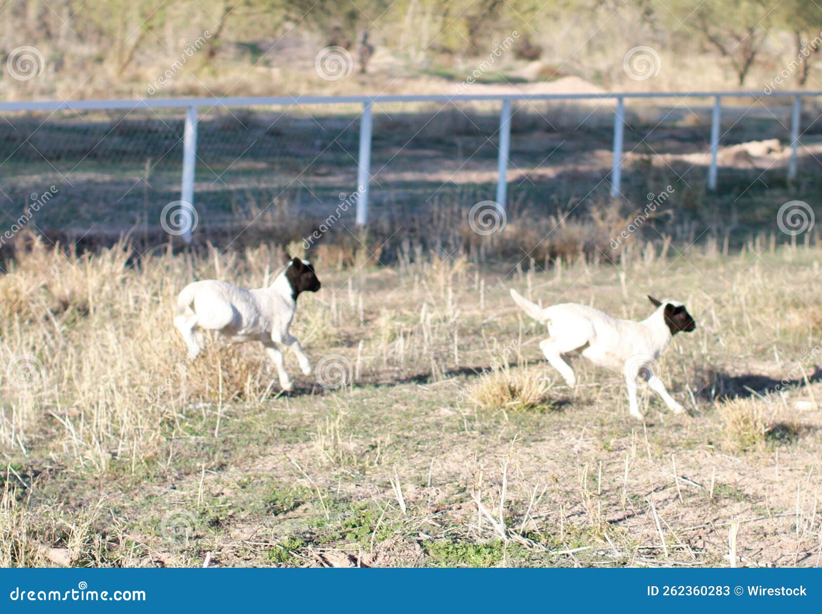 Pair of White Black Goats on a Field Stock Image - Image of lifestyle ...